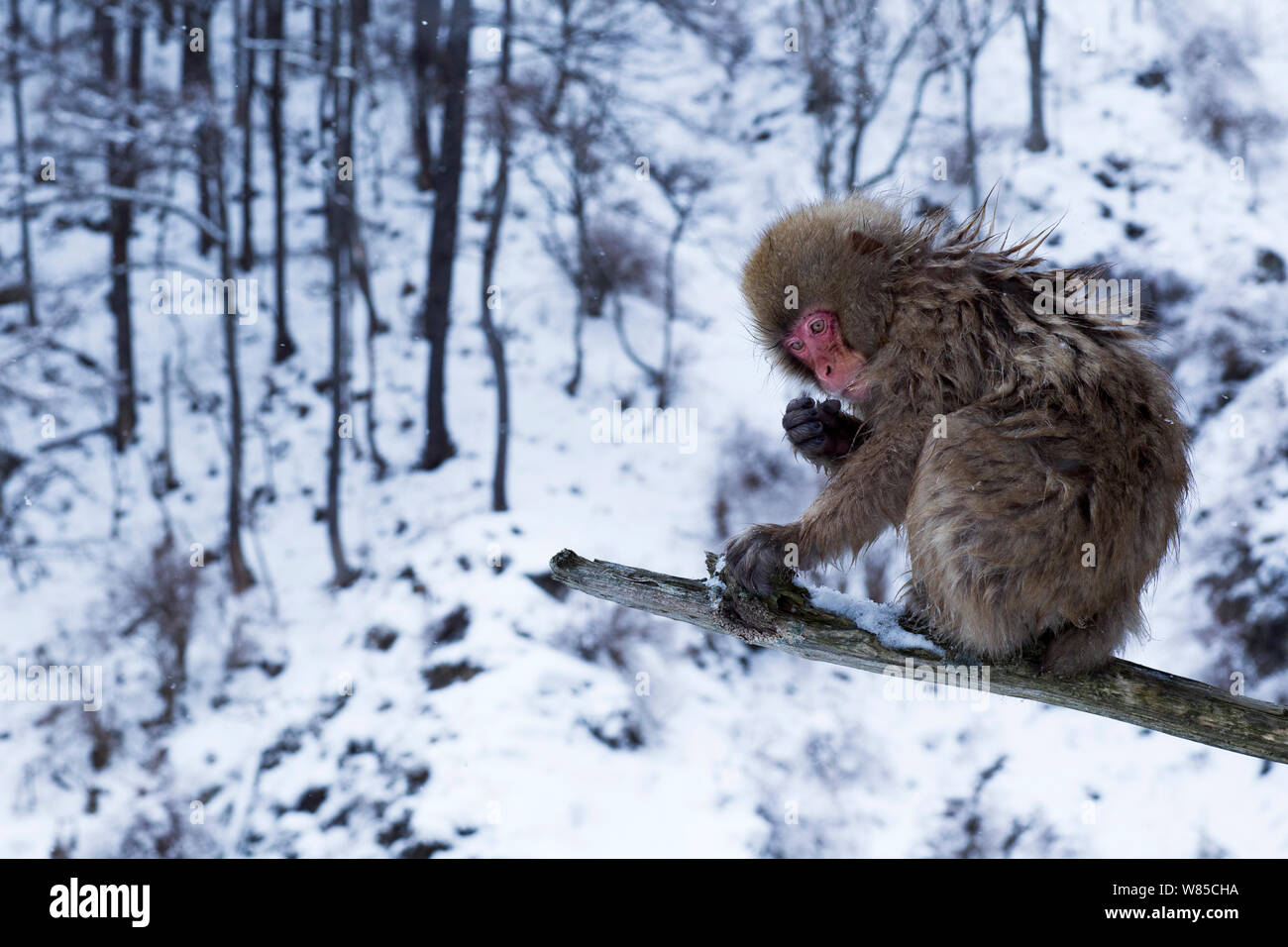Japanese Macaque (Macaca fuscata) sitting on the branch of pine tree ...