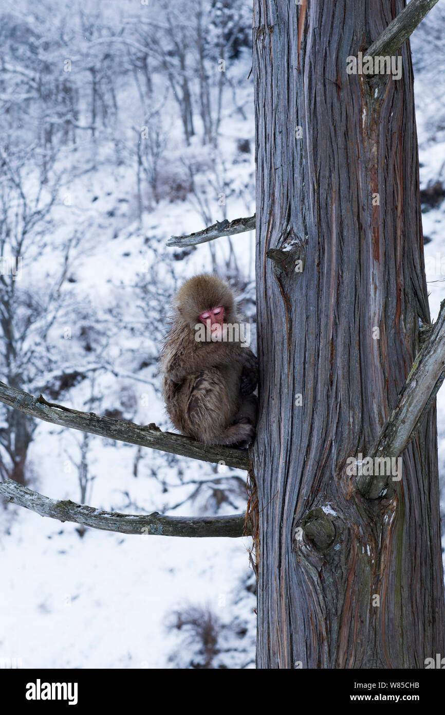 Japanese Macaque (Macaca fuscata) sitting on the branch of pine tree ...