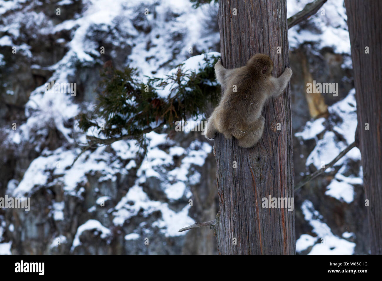 Japanese Macaque (Macaca fuscata) climbing pine tree. Jigokudani Yean ...