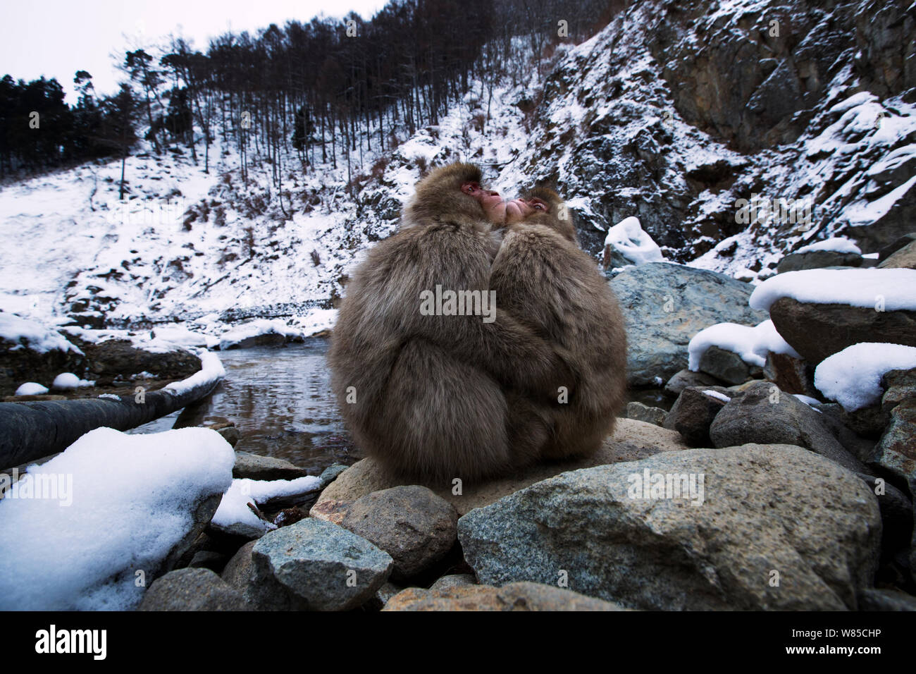 Japanese Macaques (Macaca fuscata) huddled together for warmth ...