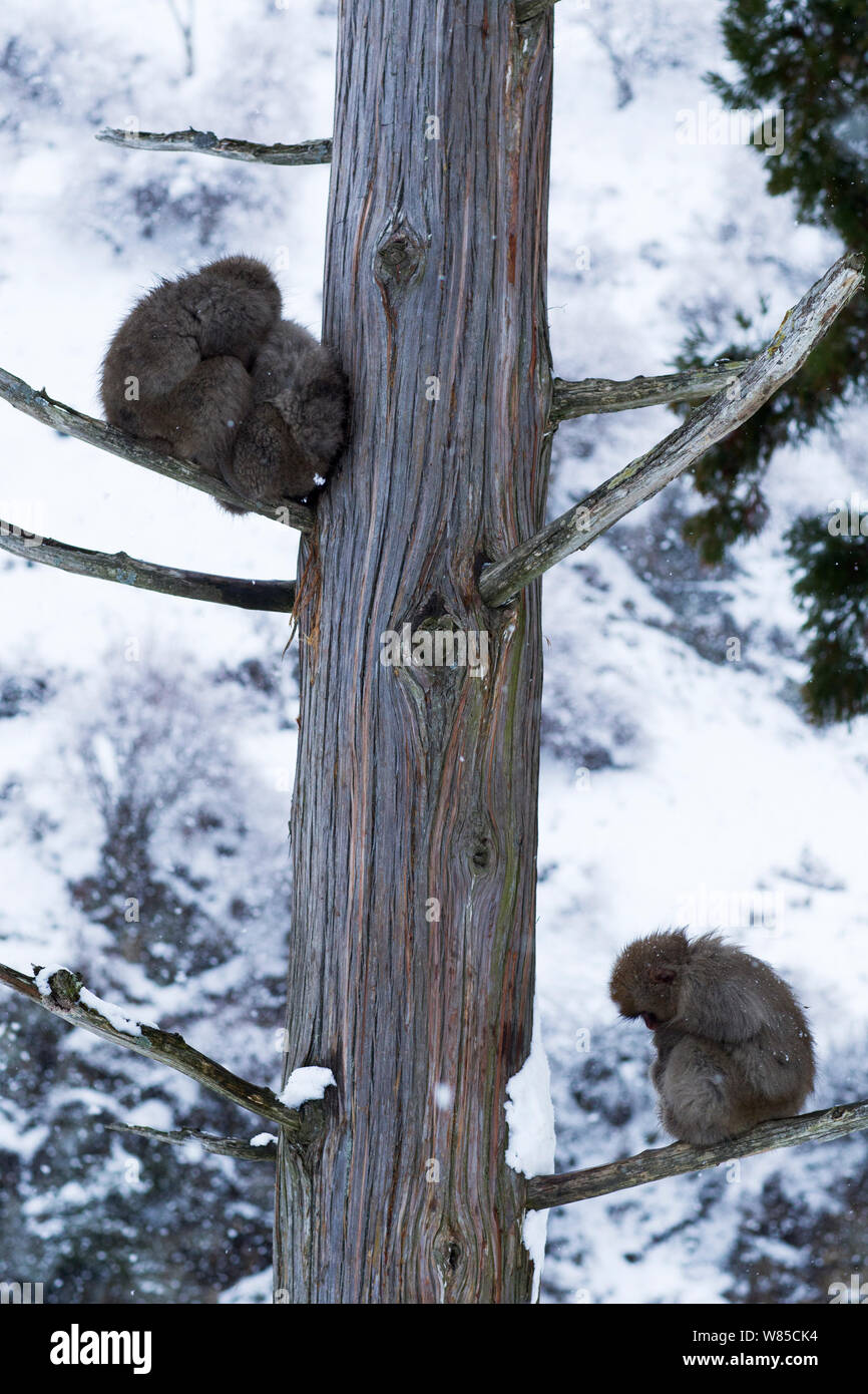 Japanese Macaques (Macaca fuscata) sitting in pine tree. Jigokudani ...