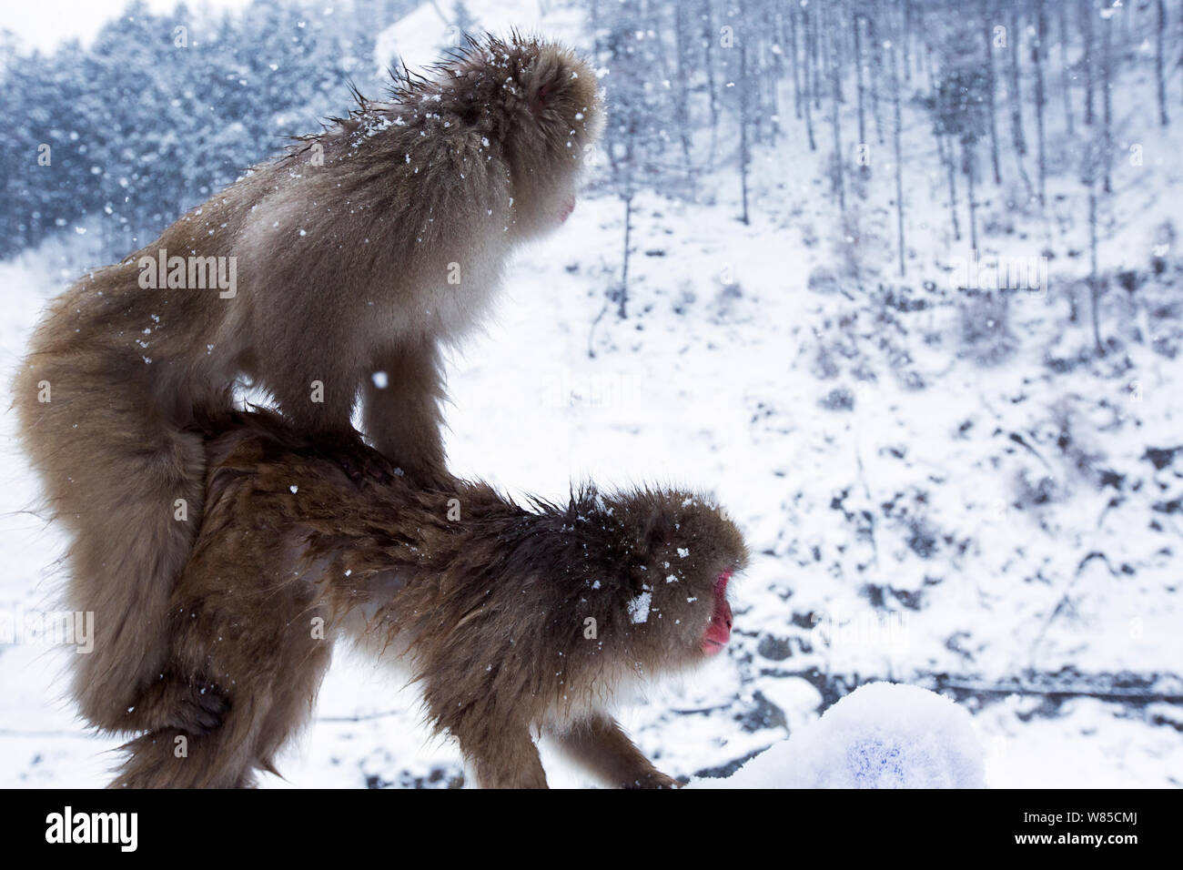 Japanese Macaques (Macaca fuscata) mating. Jigokudani Yaen-Koen ...