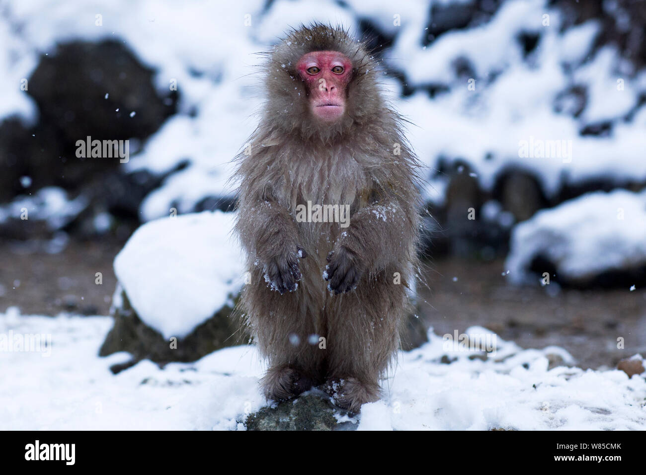 Monkey aggressive behaviour hi-res stock photography and images - Alamy
