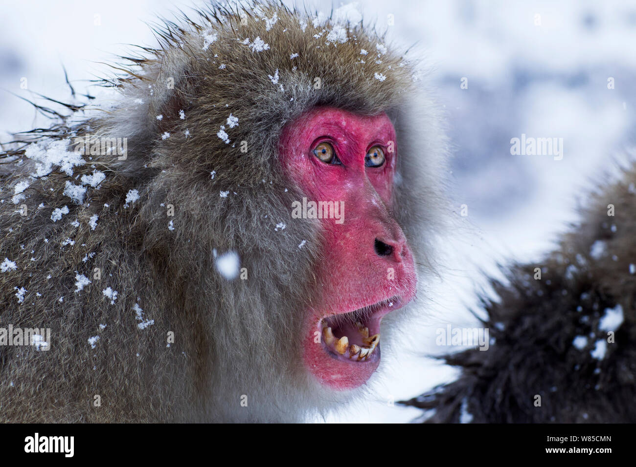 Macaque threatening expression hi-res stock photography and images - Alamy