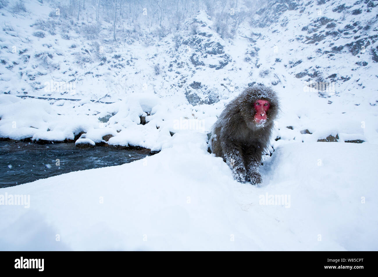 Japanese Macaques (Macaca fuscata) moving through snowy landscape ...