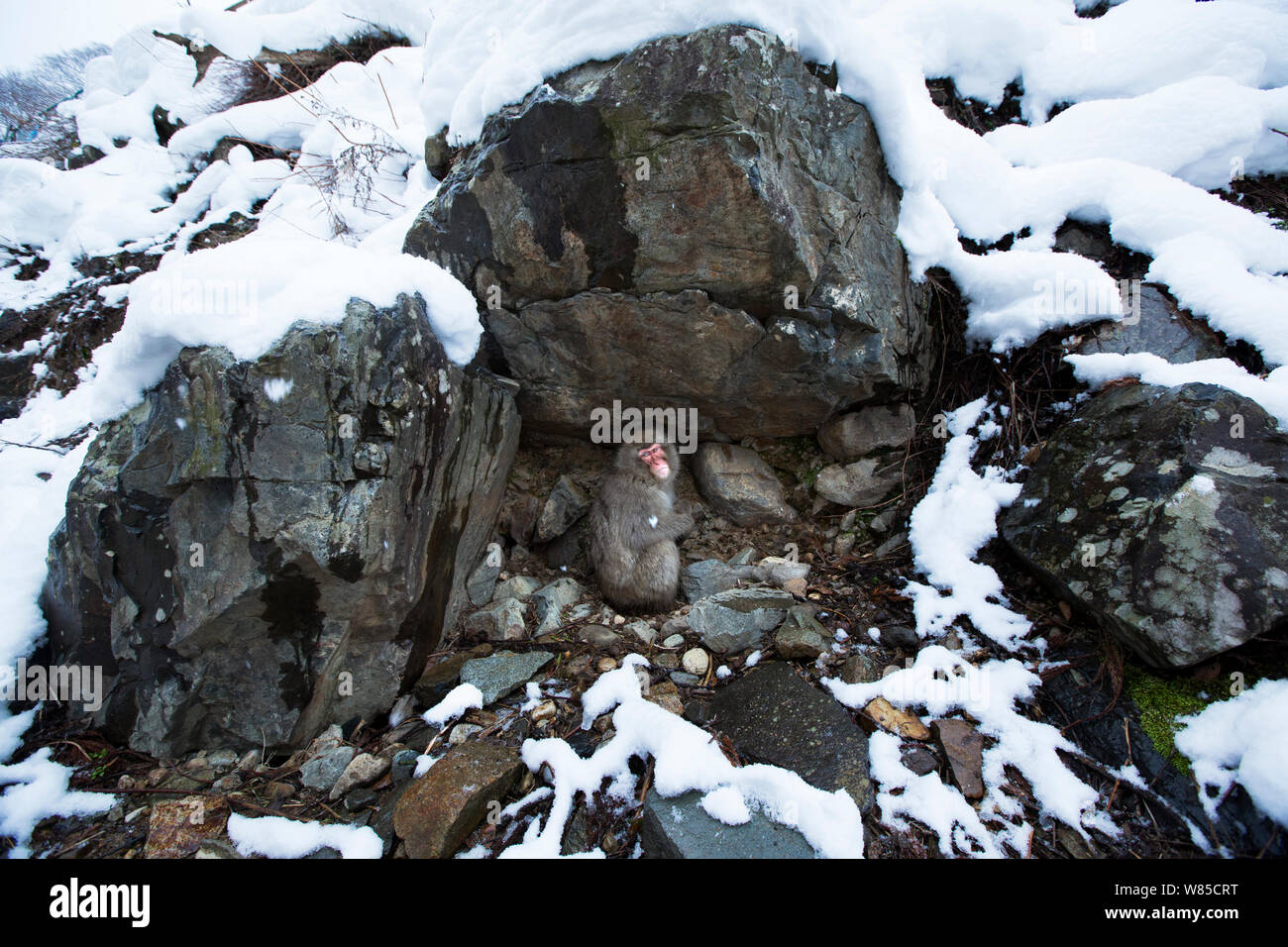 Japanese Macaque (Macaca fuscata) female sheltering under overhanging ...