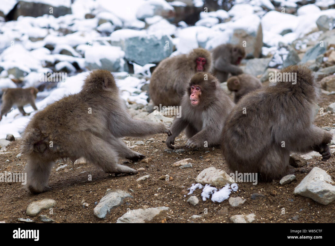 Japanese Macaques (Macaca fuscata) fighting. Jigokudani Yaen-Koen ...