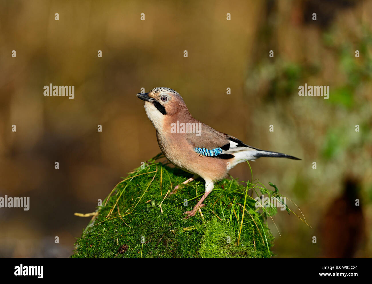 Eurasian Jay (Garrulus garrulus) Norfolk Broads, England, UK, December ...