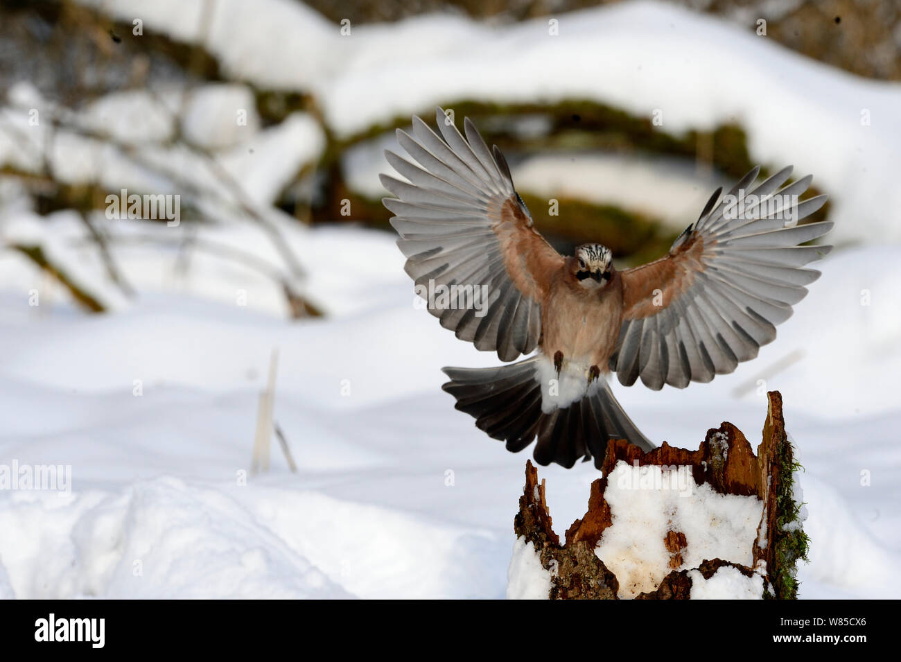 Eurasian jay flying hi-res stock photography and images - Alamy