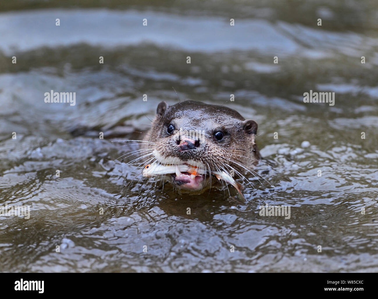 Otter (Lutra lutra) with Roach prey, River Thet, Norfolk, England, UK ...