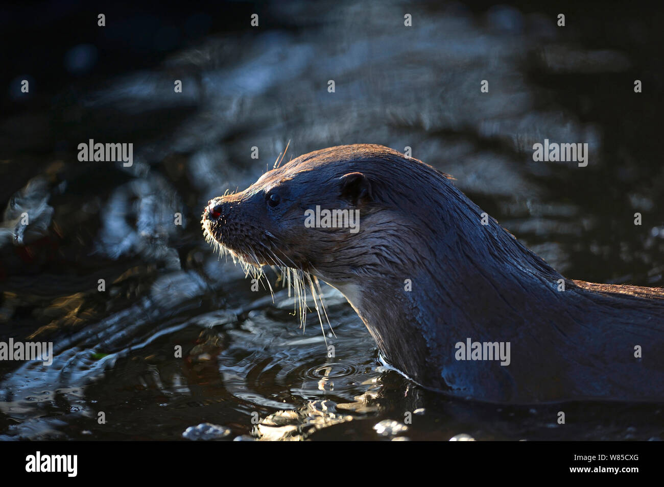 Otter (Lutra lutra) River Thet, Norfolk, England, UK, April Stock Photo ...