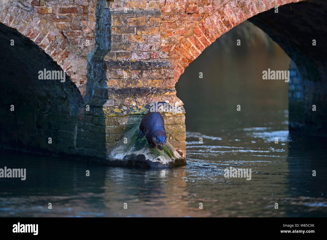 Otter (Lutra lutra) depositing a scat on bridge arch, River Thet ...
