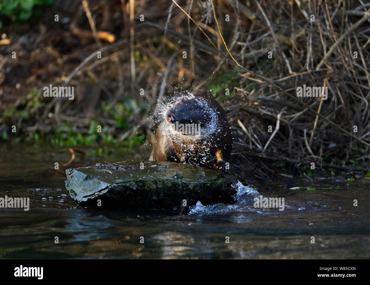 Otter (Lutra lutra) shaking, River Thet, Norfolk, England, UK, April ...