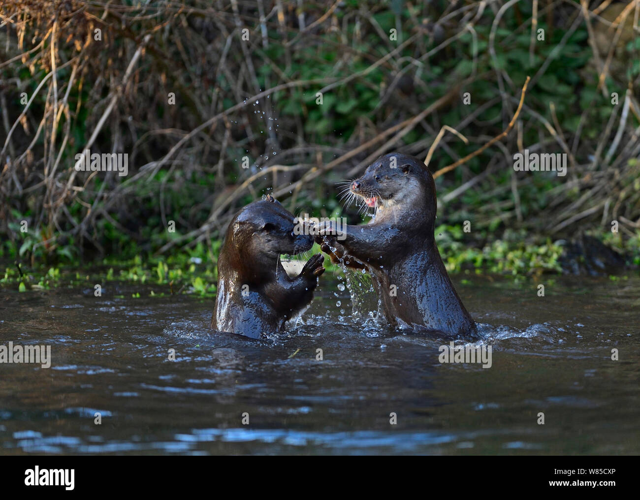 Otters (Lutra lutra) fighting, River Thet, Norfolk, England, UK, April ...