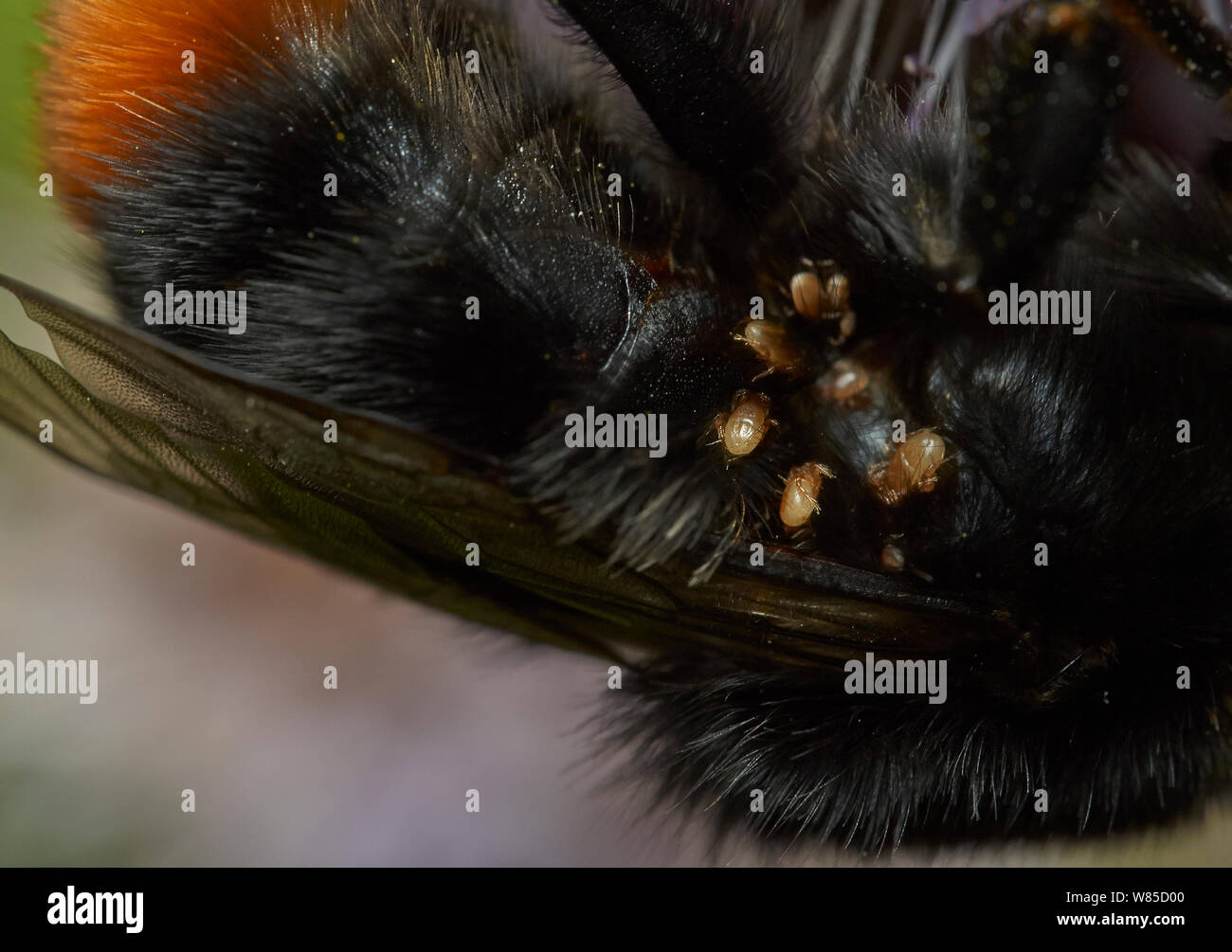 Phoretic mites on Red Tailed Bumblebee (Bombus lapidarius) Sussex ...