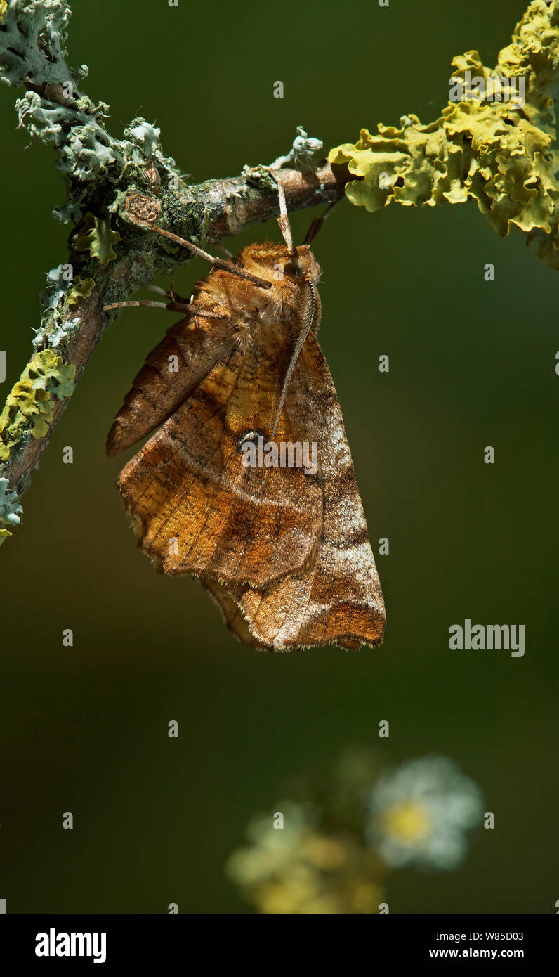 Early thorn moth selenia dentaria hi-res stock photography and images - Alamy