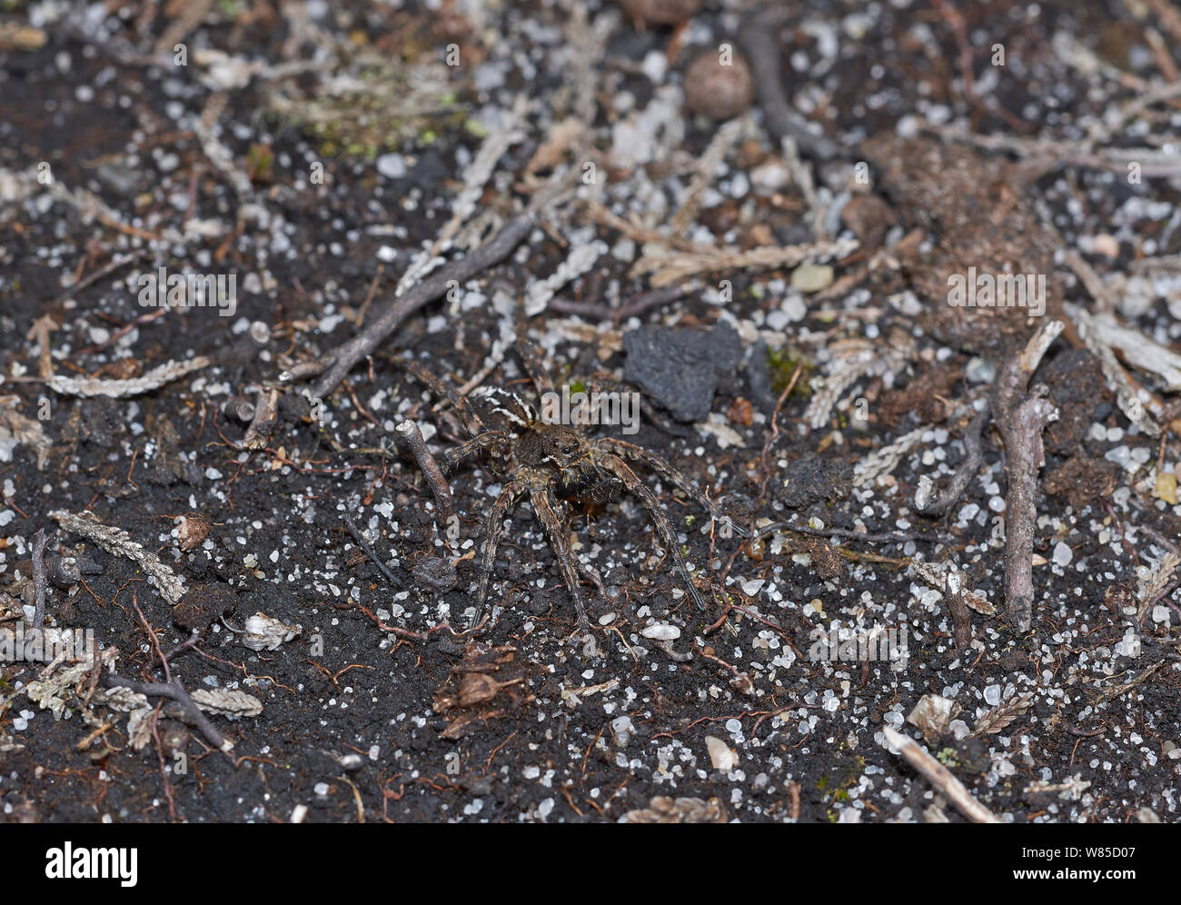 Wolf spider (Alopecosa barbipes) with prey, Sussex, England, UK, August ...