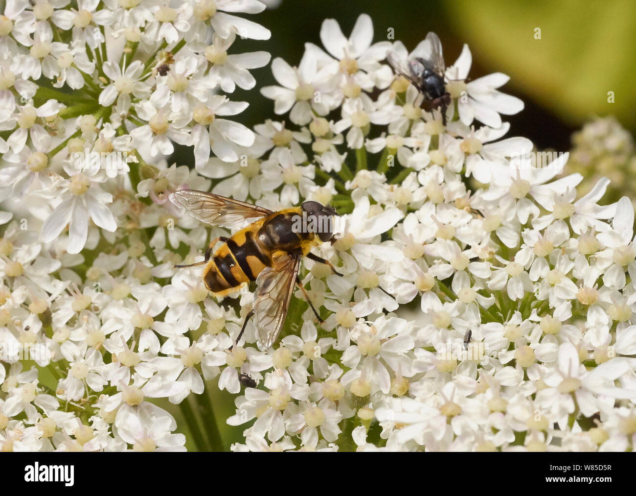 Hoverfly (Myathropa florea) male feeding on hogweed. Sussex, England, UK, July Stock Photo - Alamy
