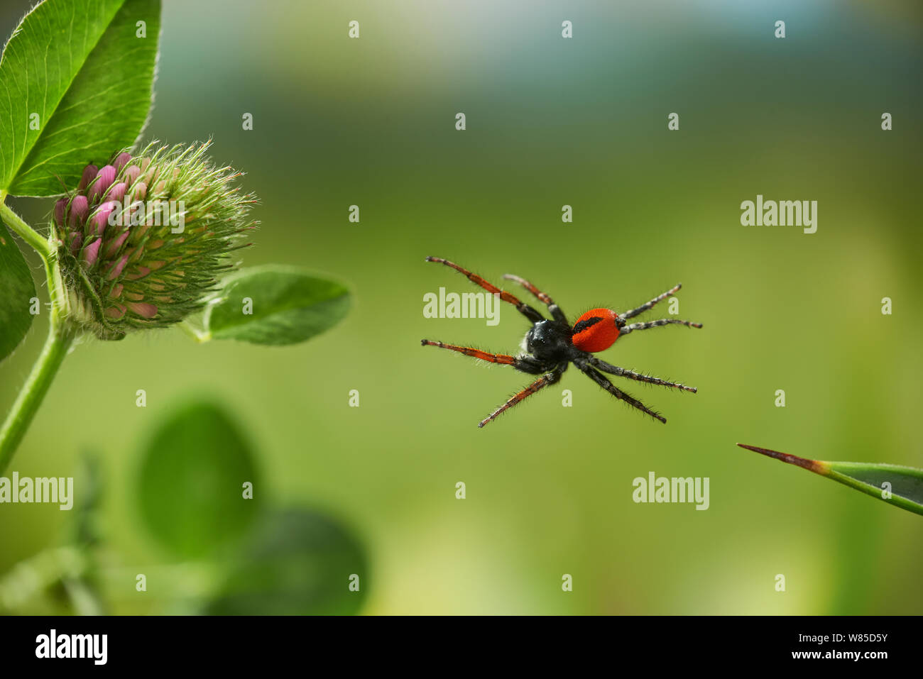 Jumping spider (Philaeus chrysops) jumping, Corfu, Greece, sequence 2 ...