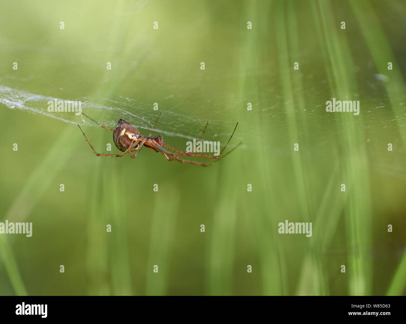 Money spiders uk hi-res stock photography and images - Alamy