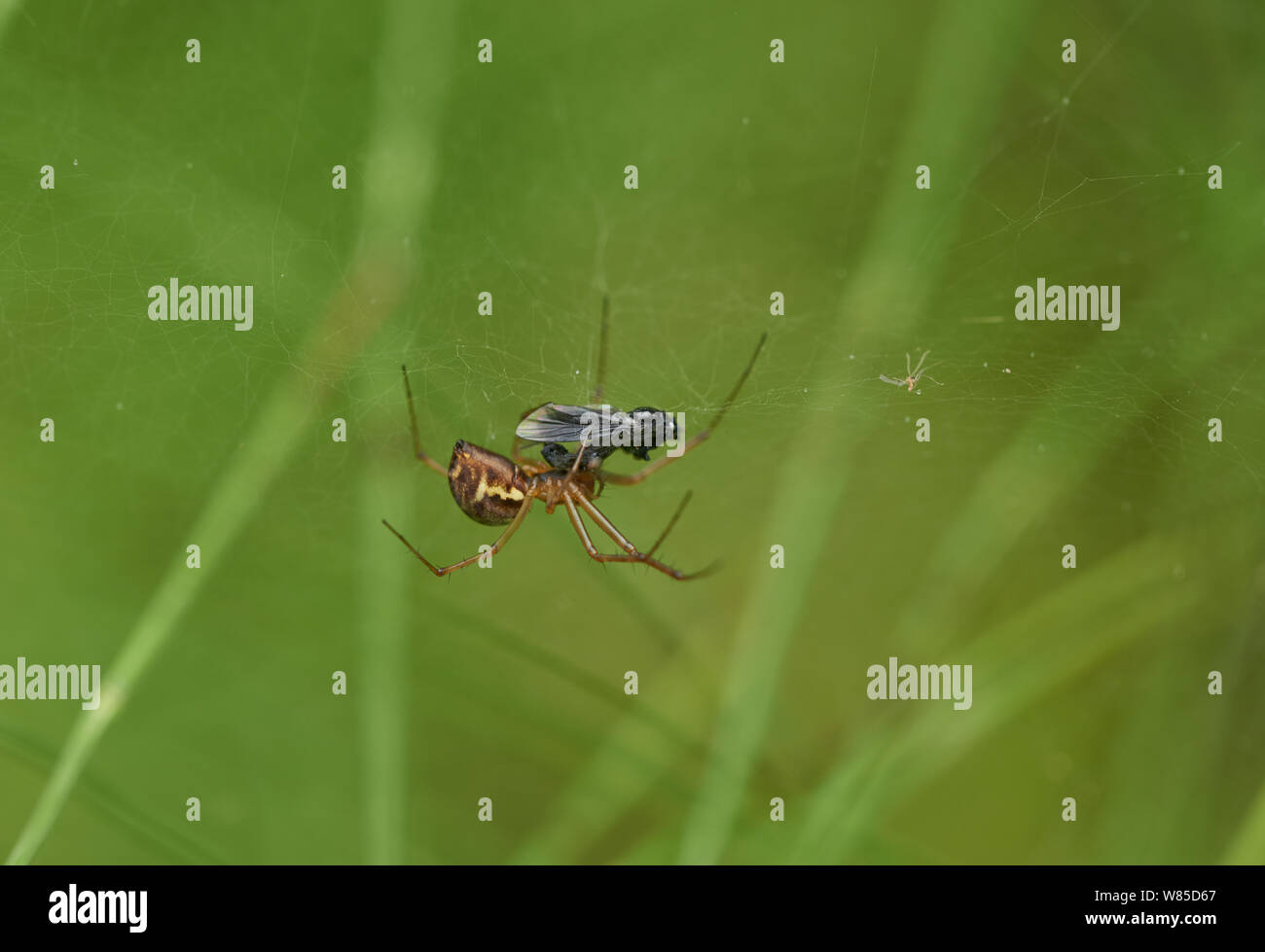 Sussex spider hi-res stock photography and images - Alamy