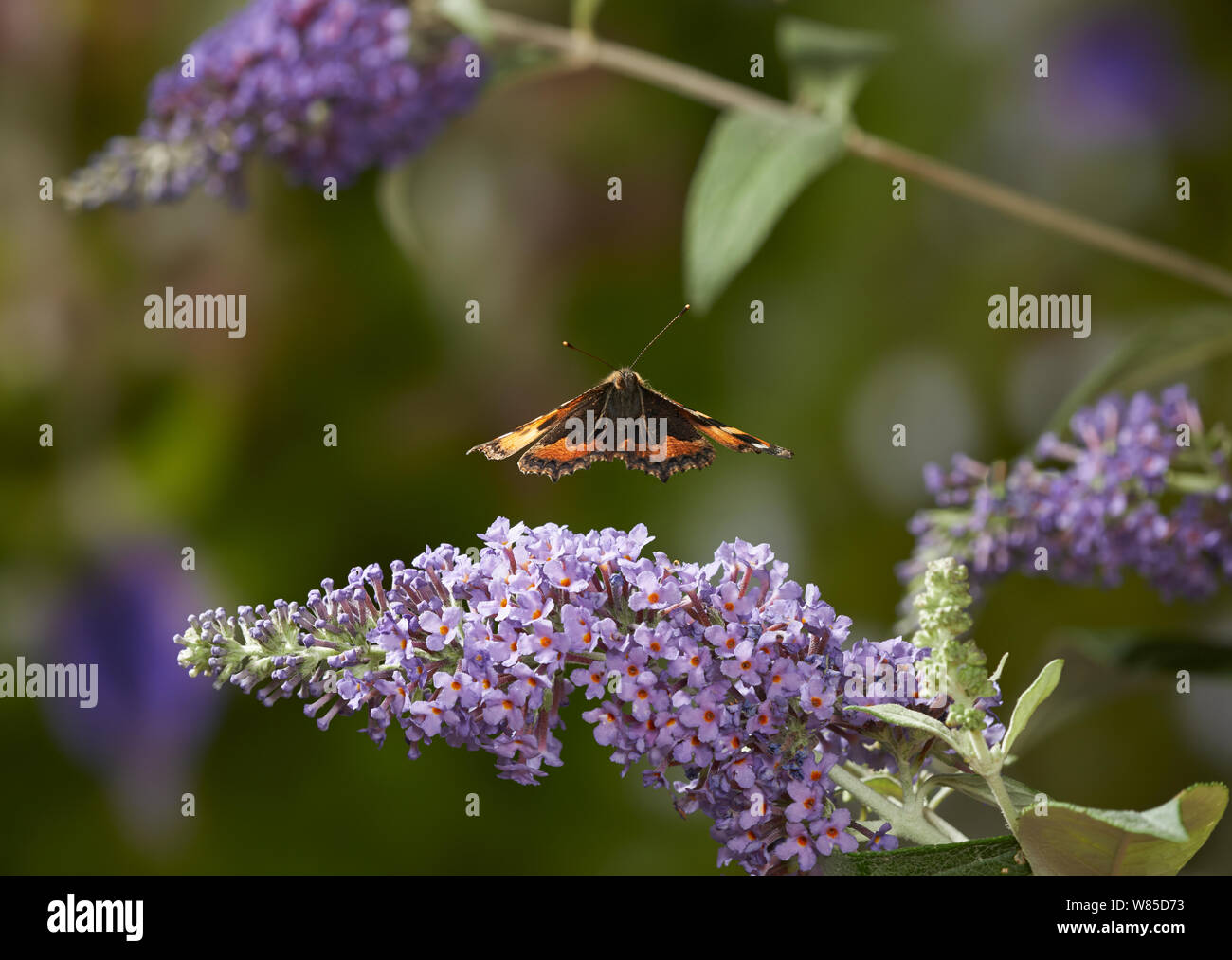United kingdom great britain the small tortoiseshell hi-res stock ...