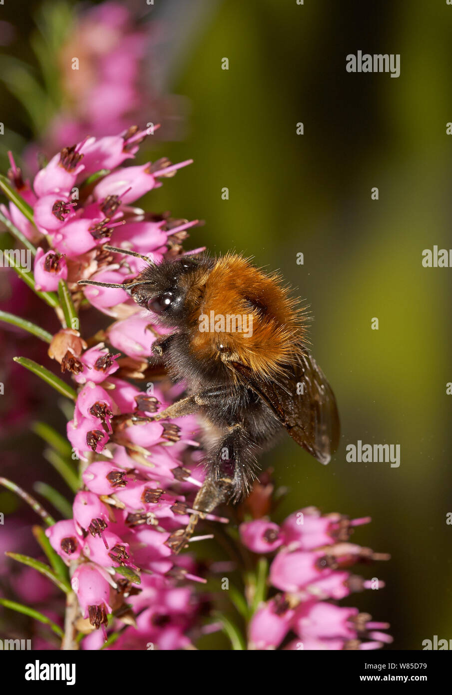 Tree bumblebee (Bombus hypnorum) on heather, Sussex, England, UK, April ...