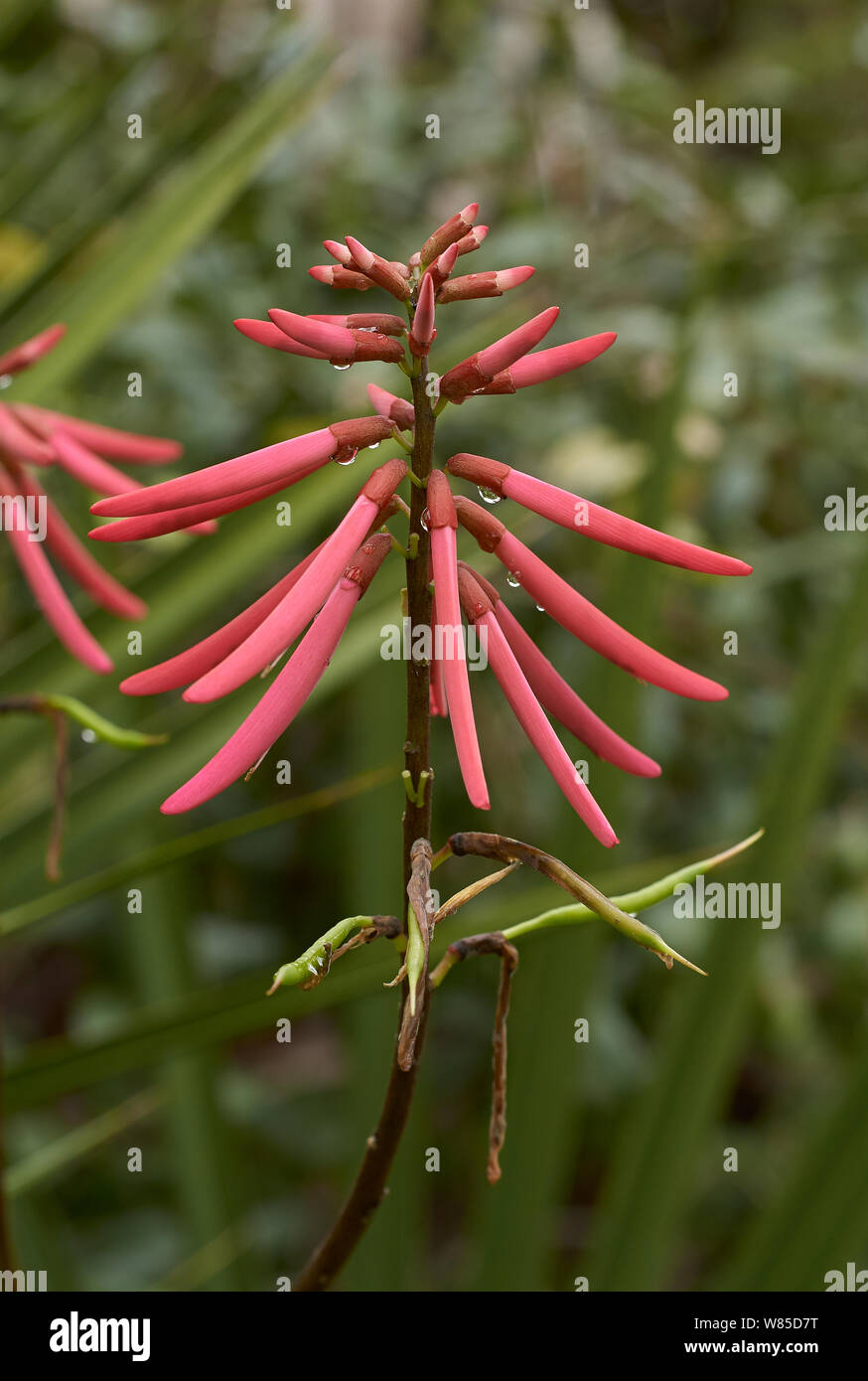 What Flowers To Plant In February In Florida at Nu Brockett blog