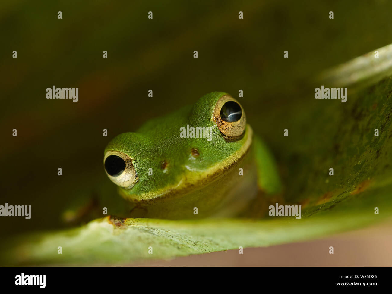 Squirrel tree frog (Hyla squirella) portrait, resting in leaf, Florida ...