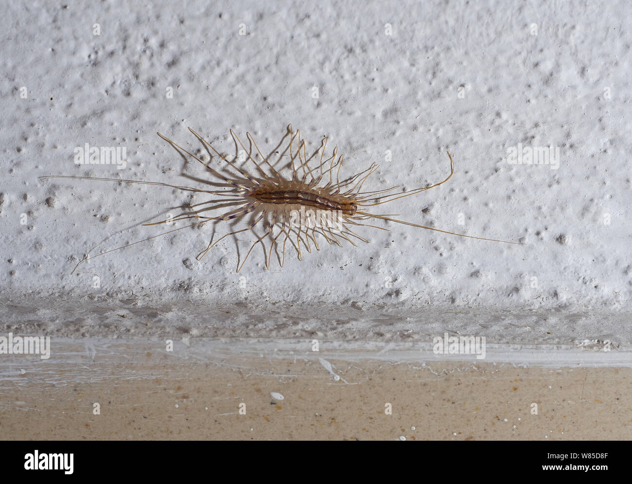 House centipede (Scutigera coleoptrata) Corfu, Greece, May Stock Photo ...