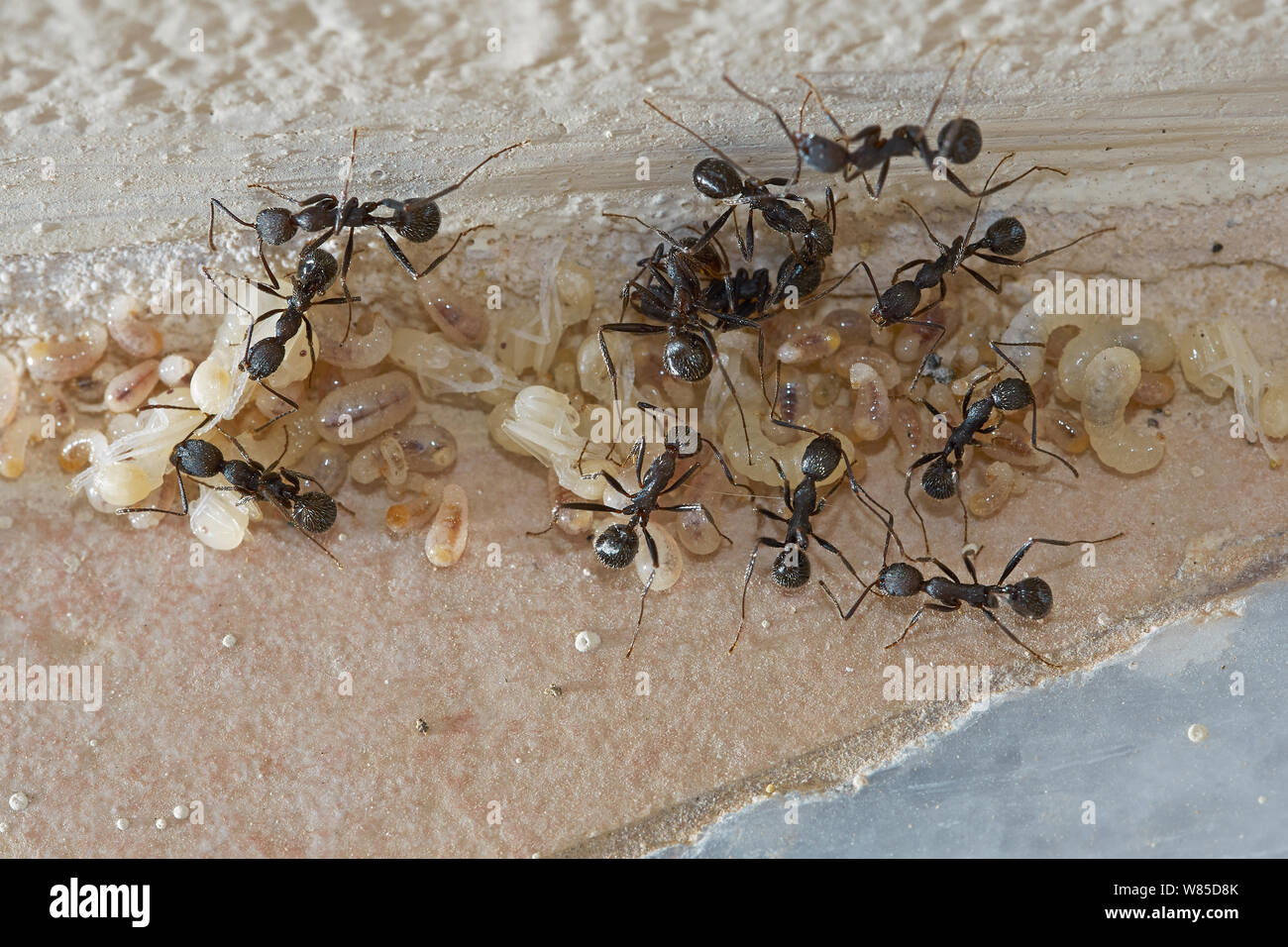 Ants moving larvae pupae hi-res stock photography and images - Alamy