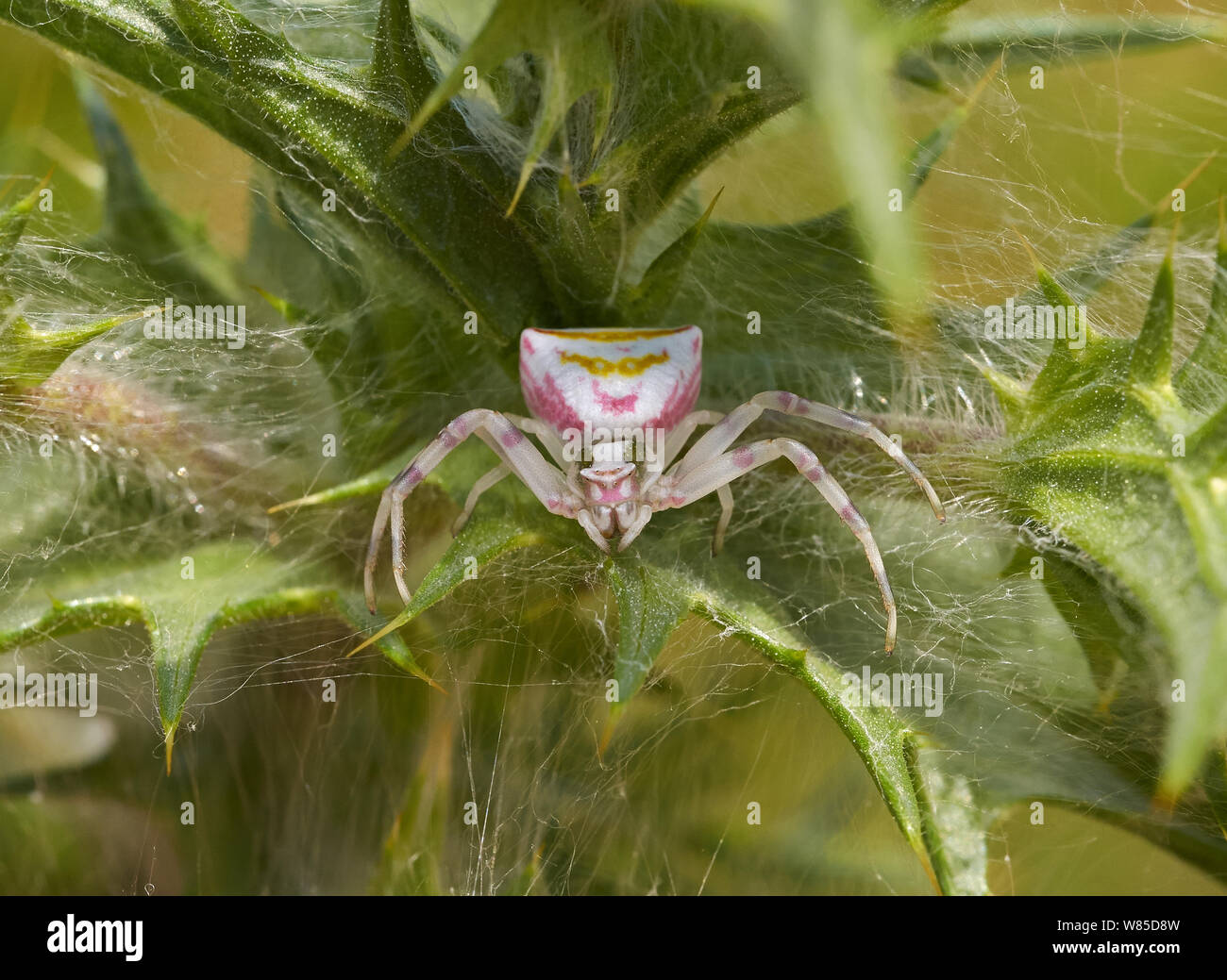 Crab spider (Thomisus onustus) lying in ambush, Corfu, Greece, May ...
