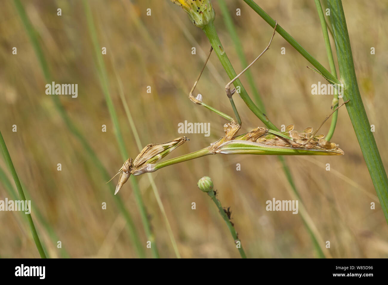 Praying mantis (Empusa fasciata) female, Corfu, Greece, May Stock Photo ...