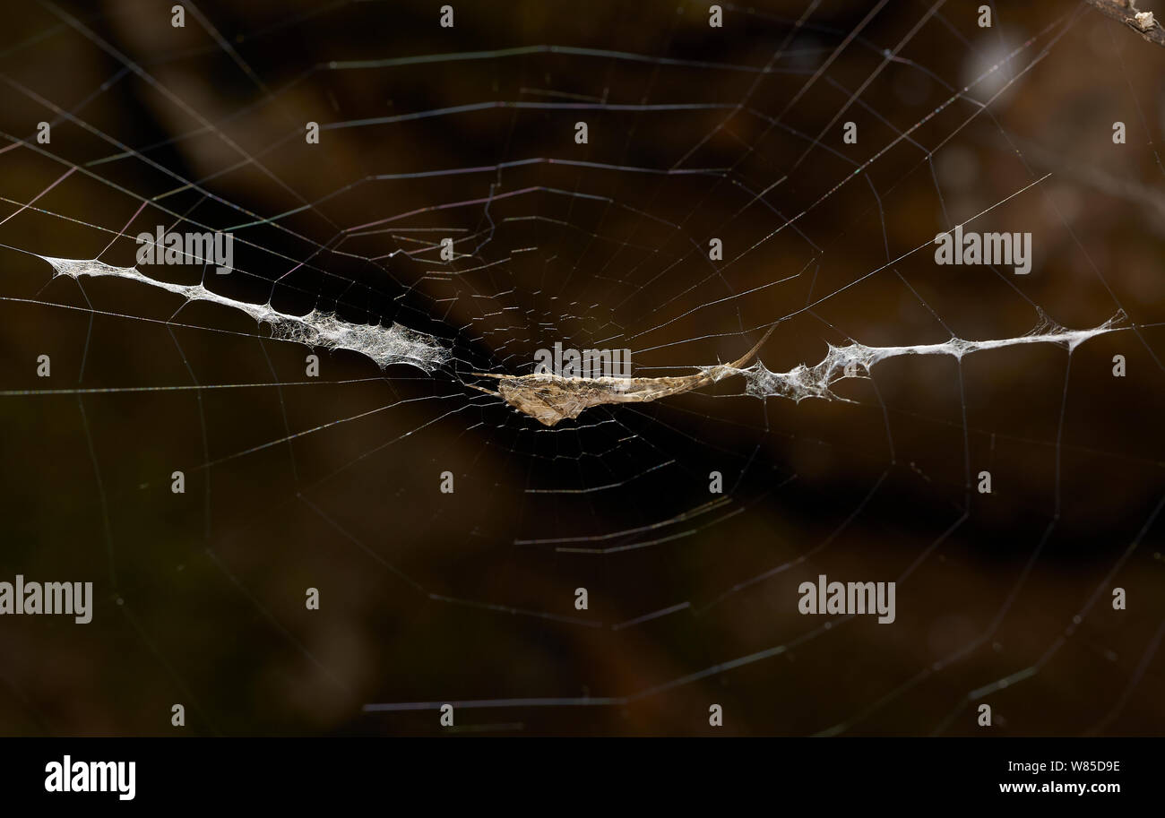 Uloborid spider (Uloboridae) in web, Corfu, Greece, May Stock Photo - Alamy