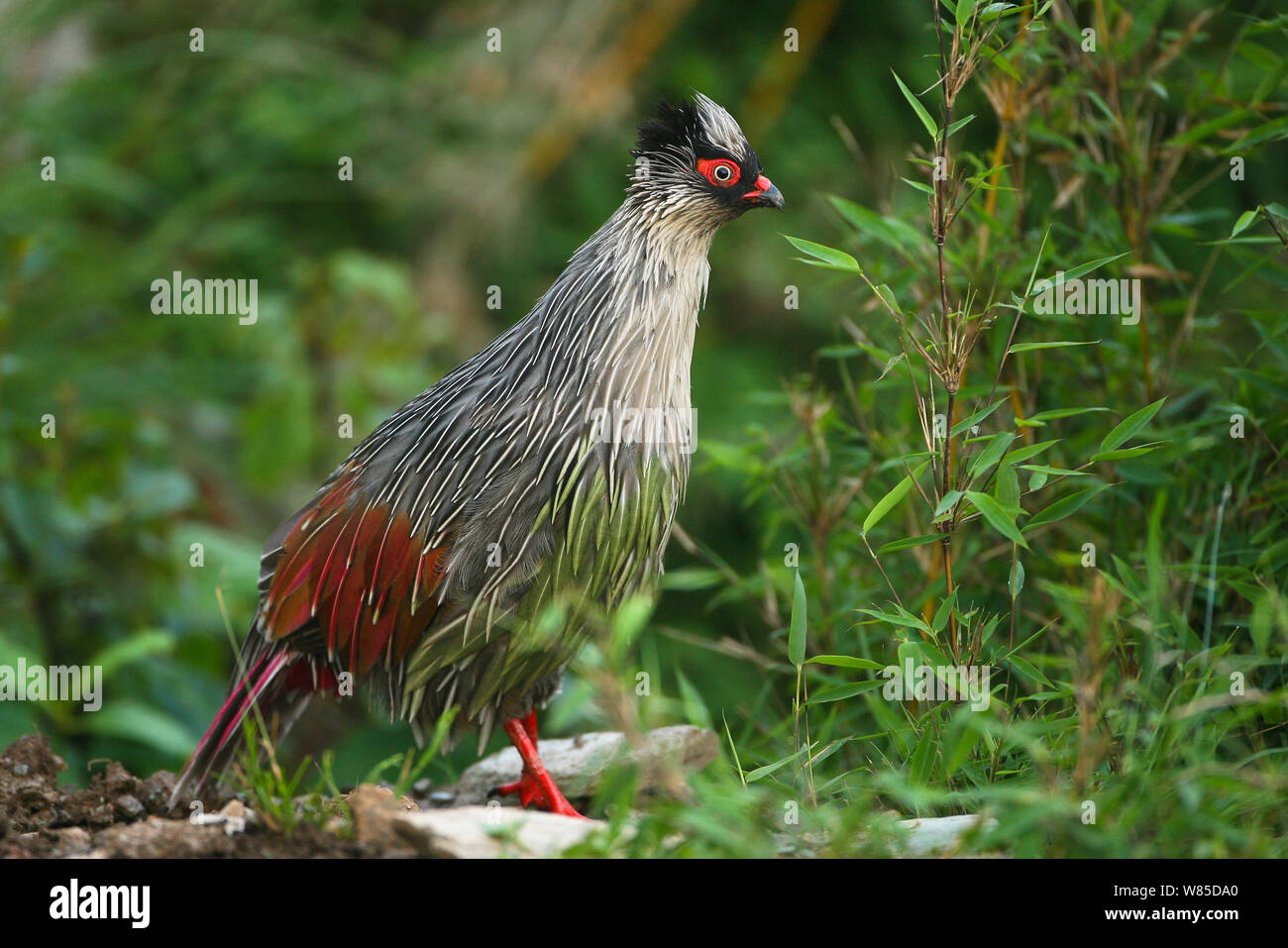 Blood pheasant ithaginis cruentus hi-res stock photography and images ...