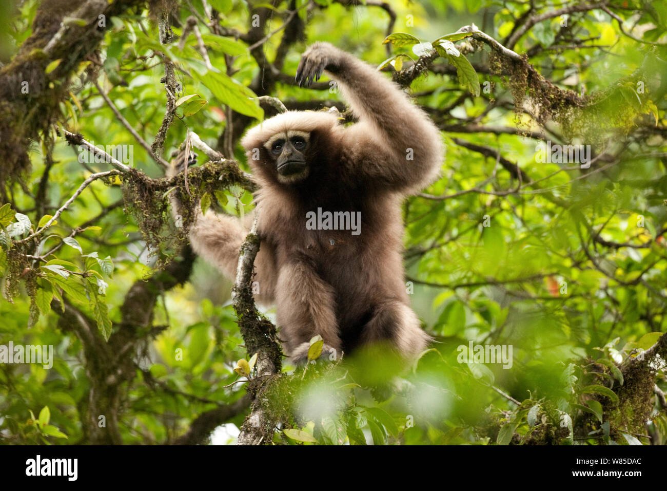 Eastern hoolock gibbon (Hoolock leuconedys) in tree, Yunnan, China, May ...