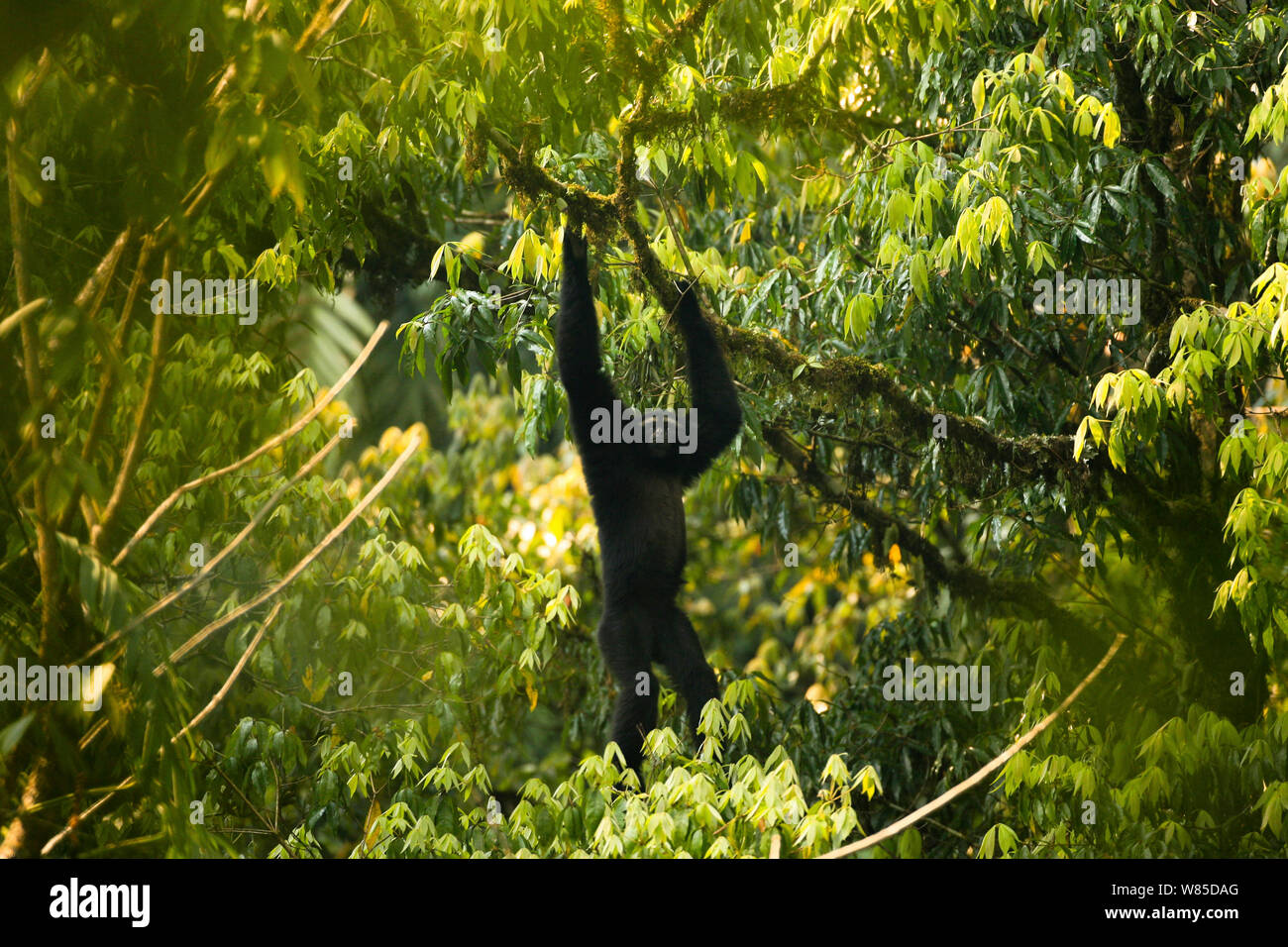 Hoolock leuconedys china hi-res stock photography and images - Alamy