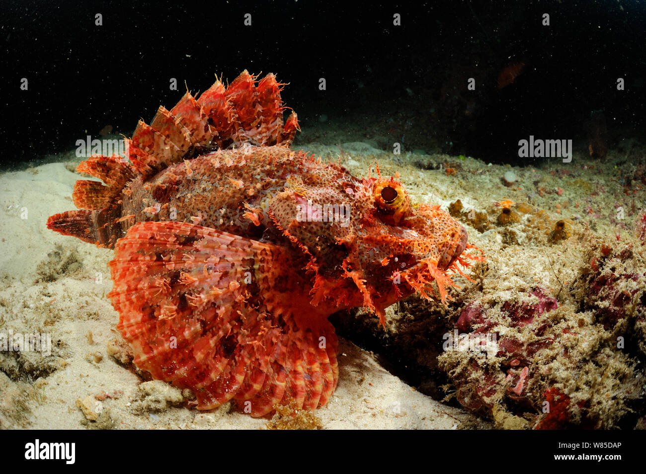 Tassled scorpionfish (Scorpaenopsis oxycephala) swimming just above sea ...