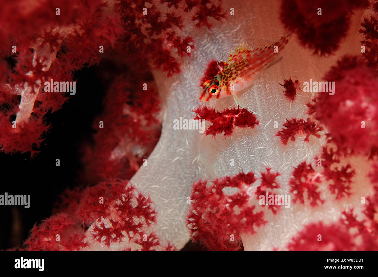 Dwarf hawkfish (Cirrhitichthys falco) on coral branch, Raja Ampat, West ...