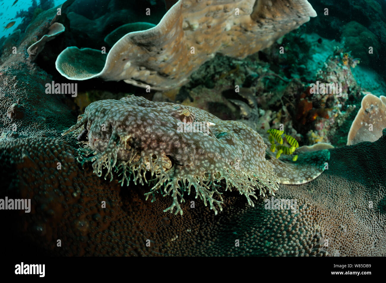 Shark prey hi-res stock photography and images - Alamy