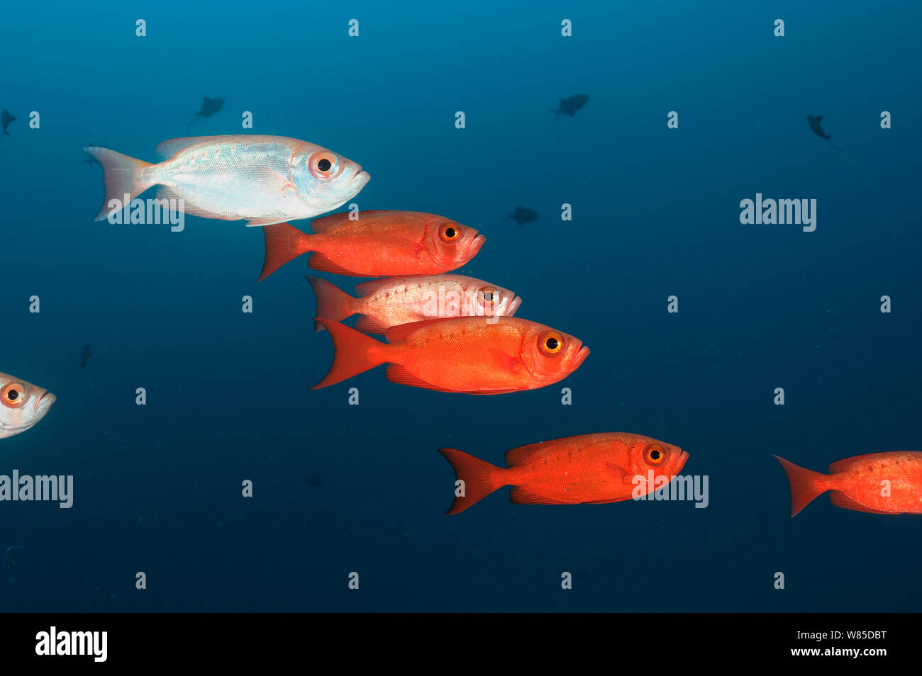 Five Moontail bullseye / Goggle eye (Priacanthus hamrur) four orange ...