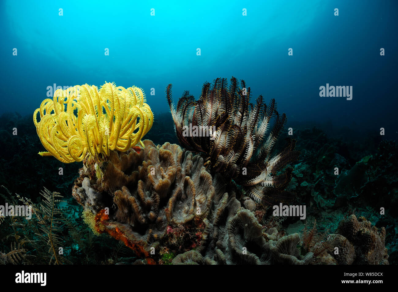 Underwater crinoid feather star hi-res stock photography and images - Alamy