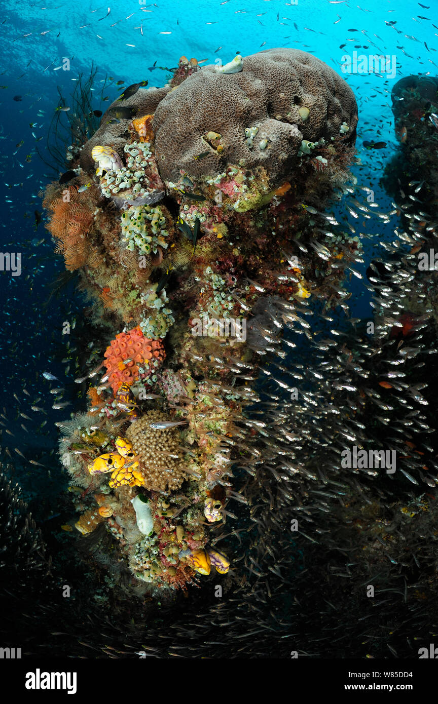 Rich reef landscape with Stone coral, Tunicates, Bryozoa and Reef fish ...