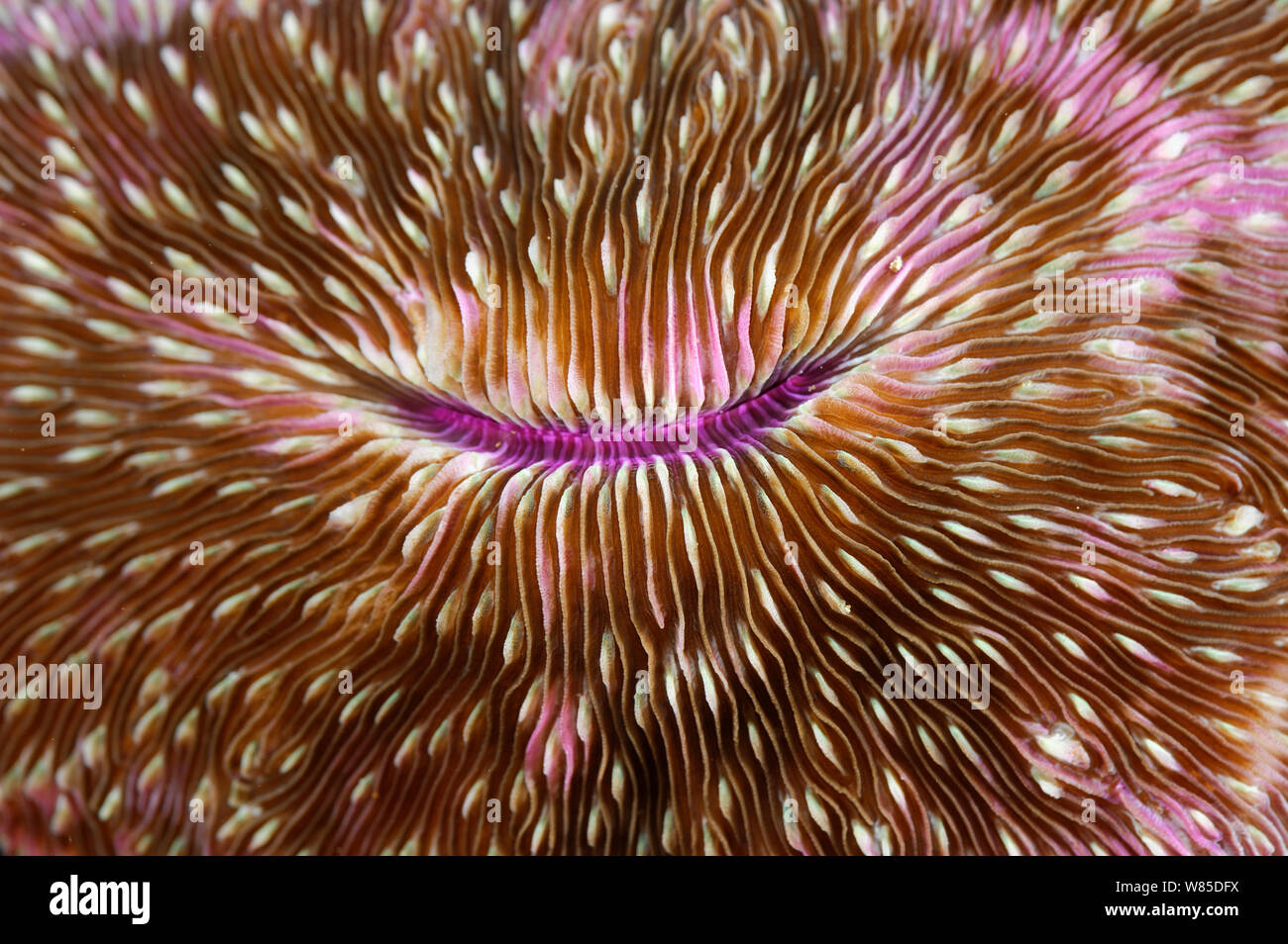 Mushroom coral (Fungia sp) Raja Ampat, West Papua, Indonesia, Pacific ...