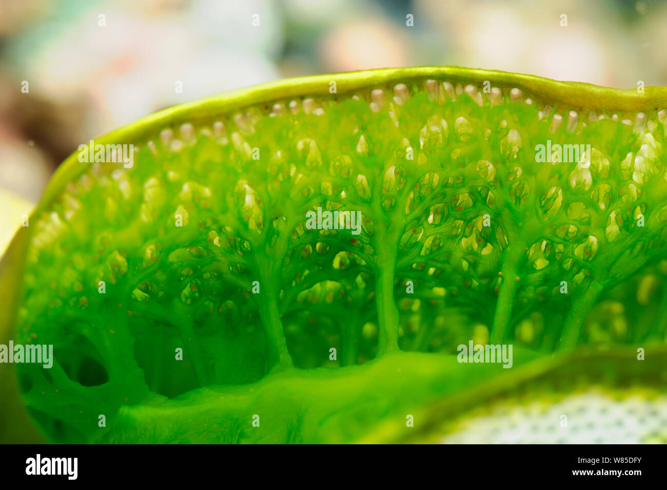 Green urn sea squirt / tunicate (Didemnum molle) detail of inner mouth ...