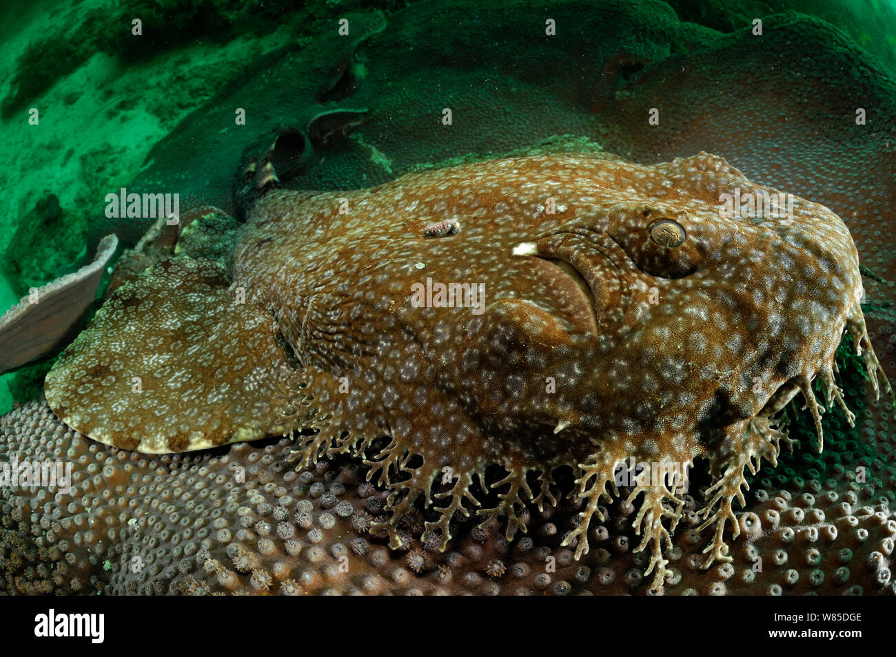 Carpet shark or wobbegong hi-res stock photography and images - Alamy