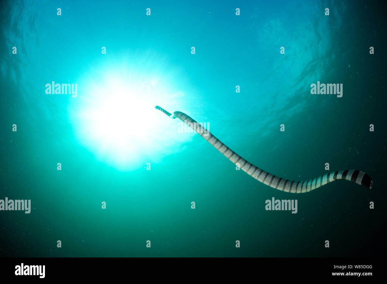 Hydrophis sea snake hi-res stock photography and images - Alamy