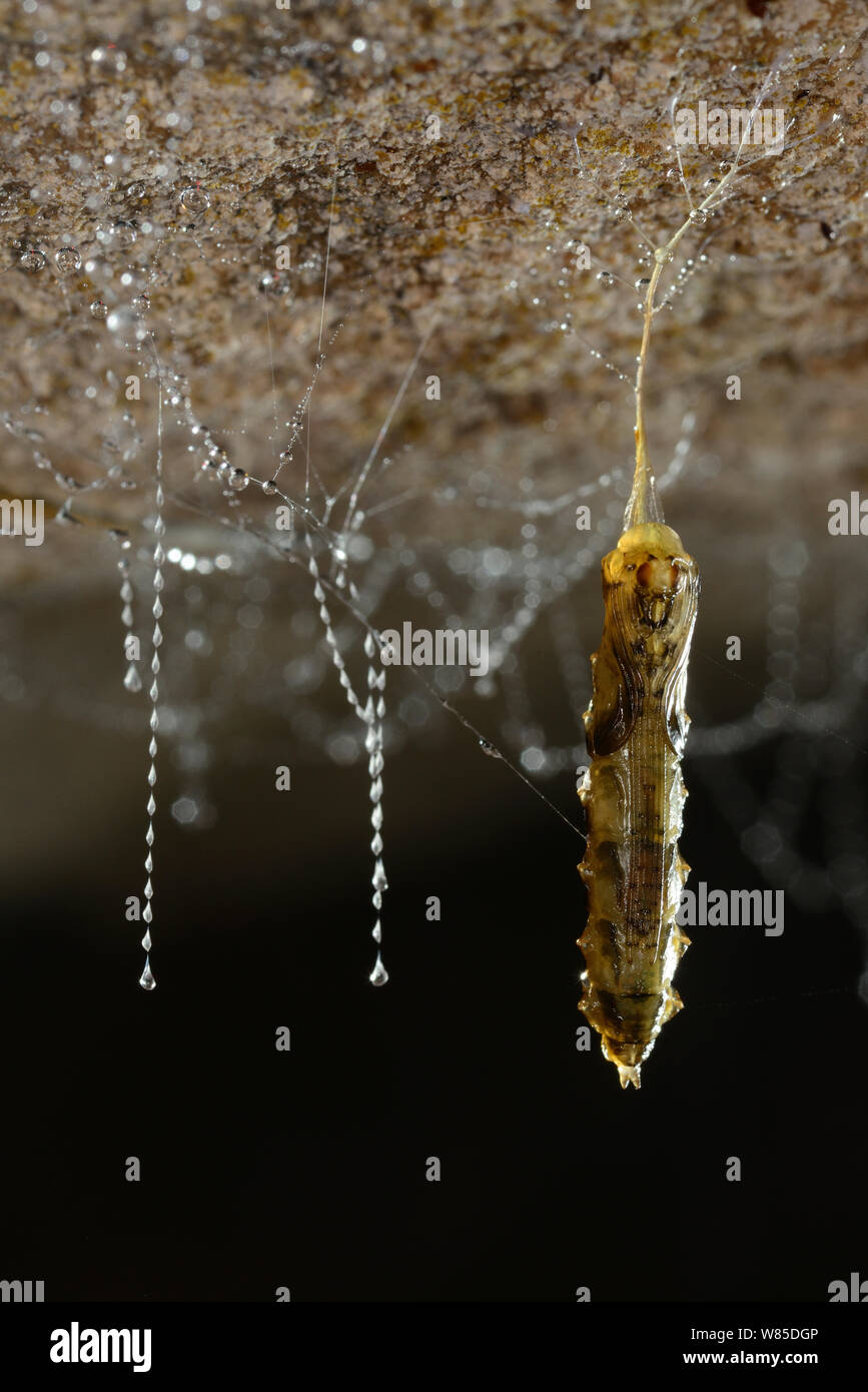 Glowworm arachnocampa luminosa hi-res stock photography and images - Alamy