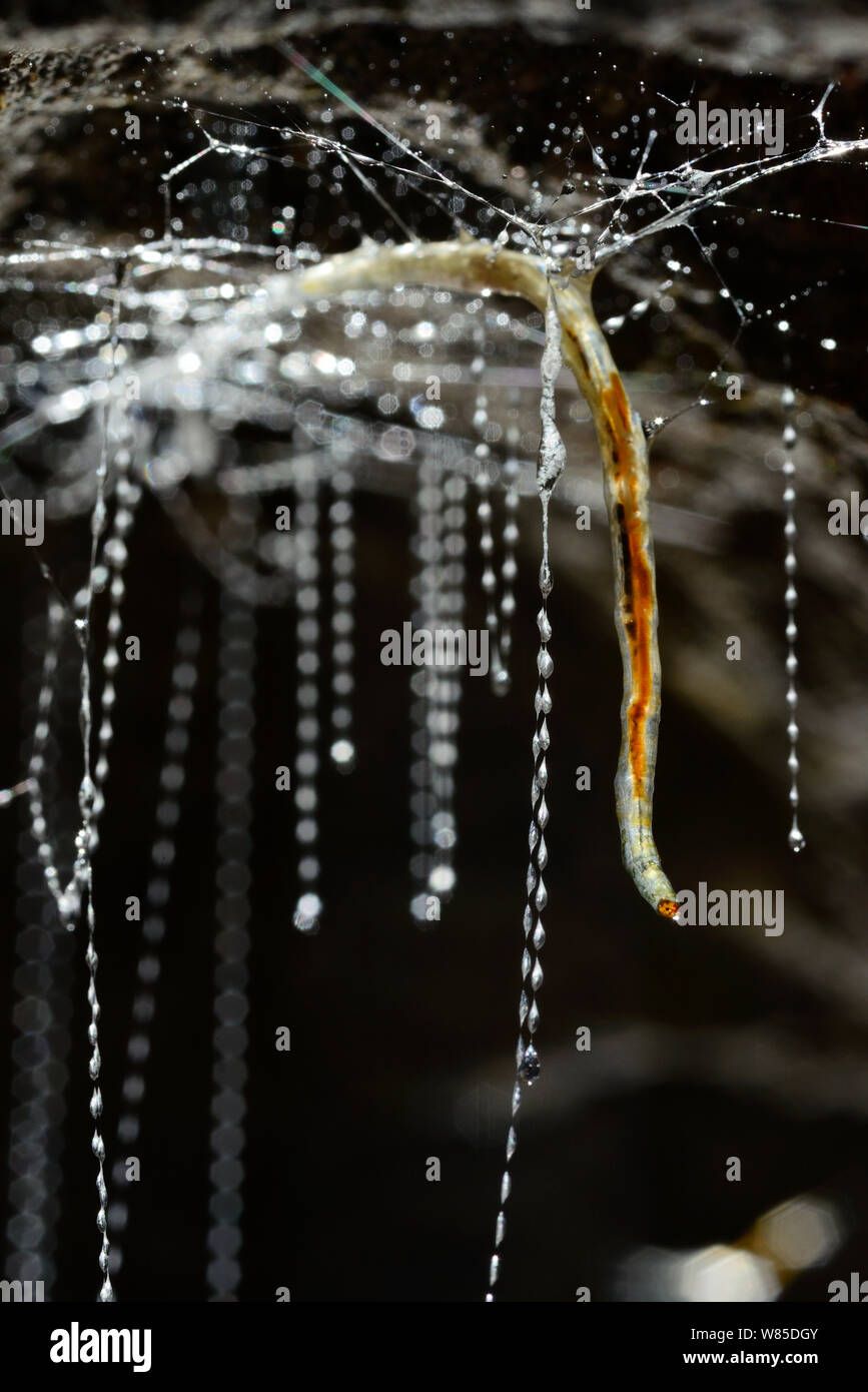 Fungus gnat (Arachnocampa luminosa) larva and sticky silk threads ...