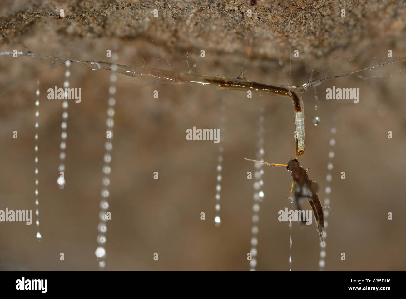 Fungus gnat larva pulling up mayfly hi-res stock photography and images ...